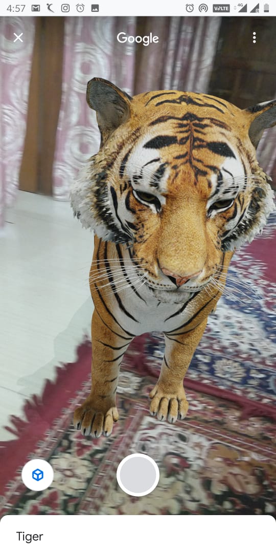 How Google 3D Animal Animation Feature will help you to engage kids ...